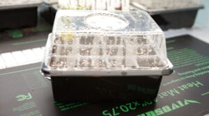 How to Sow Seeds in Cell Trays