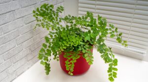 How to Plant, Grow, and Care for Maidenhair Ferns
