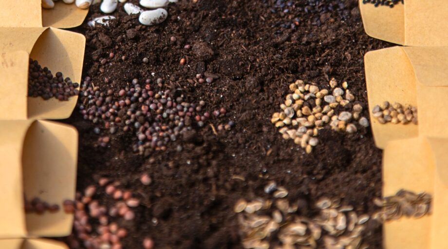 How to Winter Sow Seeds in a Milk Jug