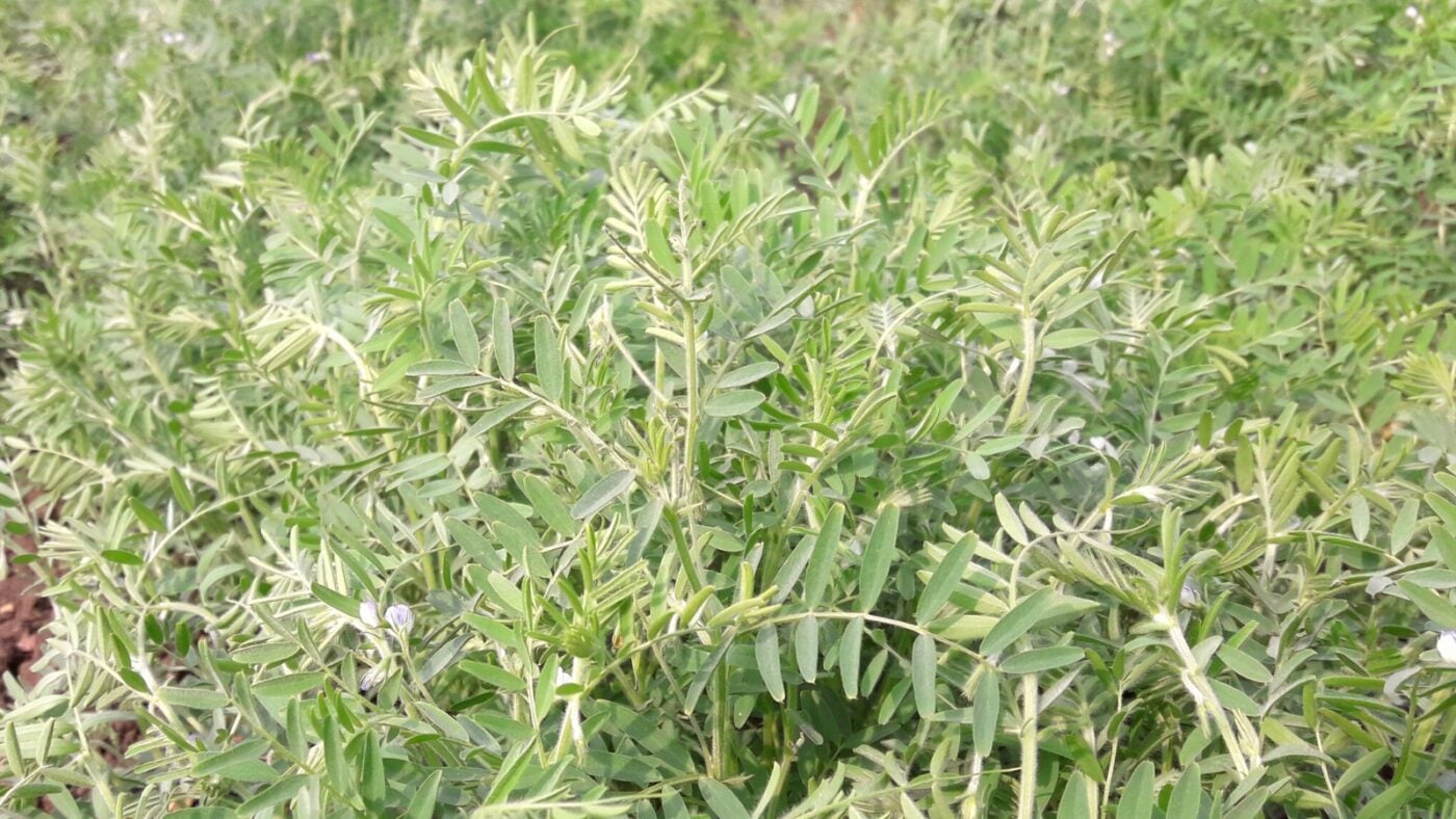 How to Plant, Grow, and Care for Lentils