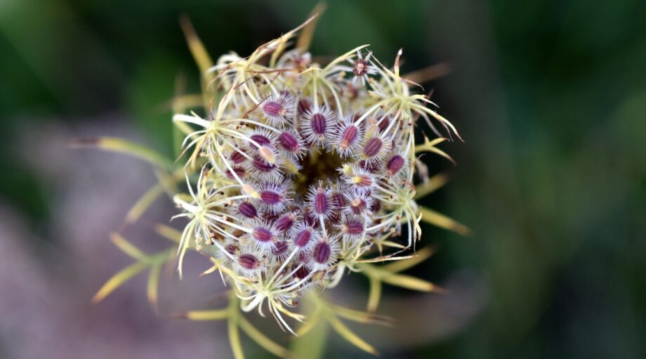When's the Best Time to Plant Wildflowers from Seed?