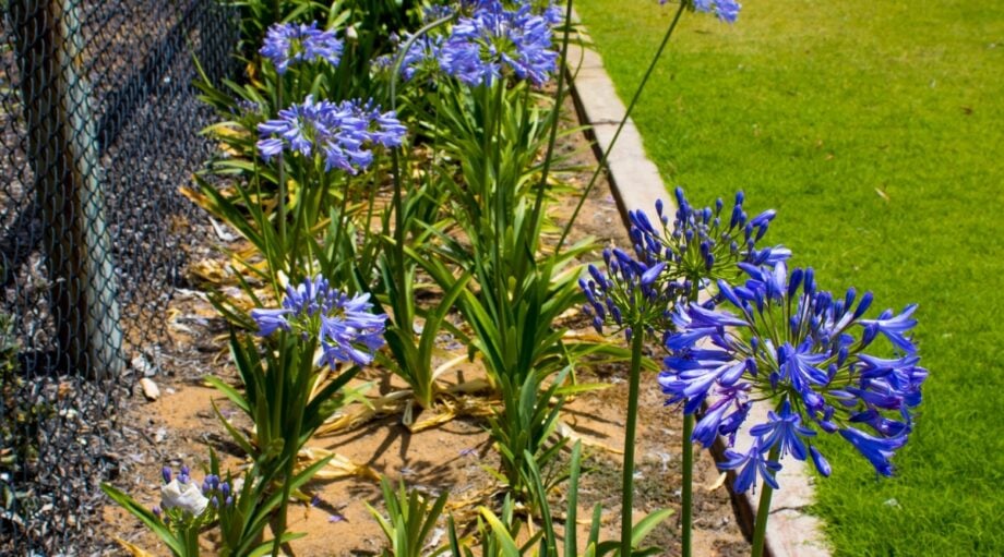 How to Plant, Grow, and Care for Agapanthus