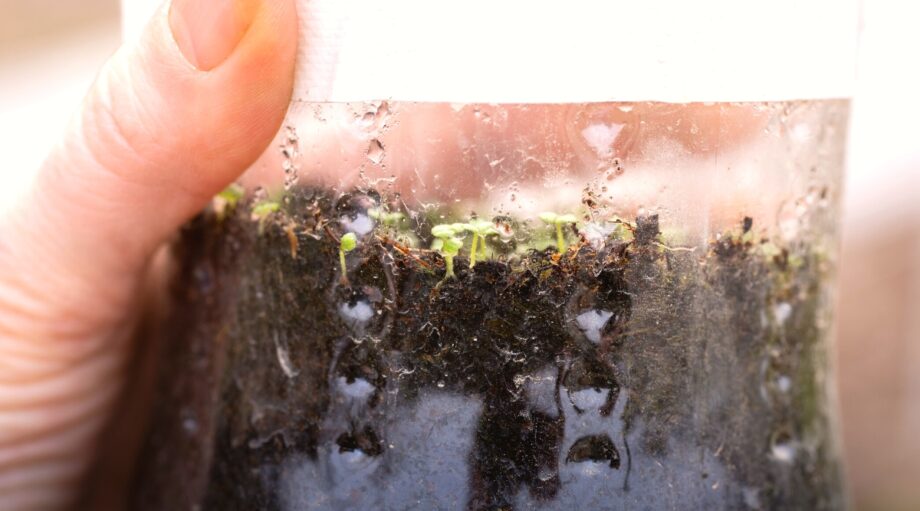How to Collect and Grow Lilac Seeds in 7 Simple Steps
