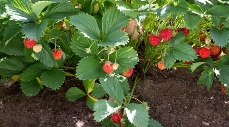 How to Plant, Grow, and Care For Wild Strawberry