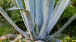 How to Plant, Grow, and Care for Agave Plants