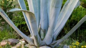 How to Plant, Grow, and Care for Agave Plants