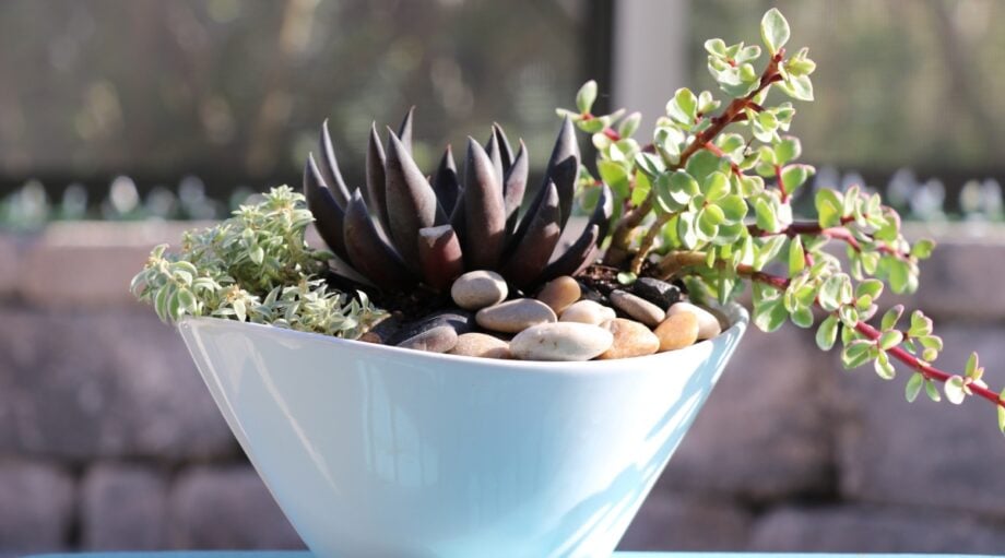 27 Beautiful Succulent Container Arrangements