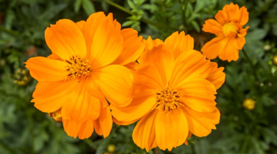 24 Flowers to Sow Early in the Season