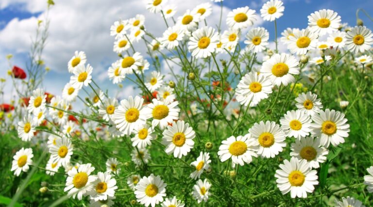 How to Plant & Grow a Wildflower Garden from Seed