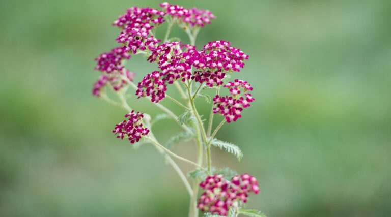 15 Beautiful Yarrow Varieties for Your Garden