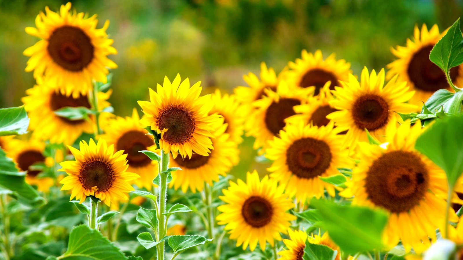 27 Best Flowers for Hot, Humid Climates