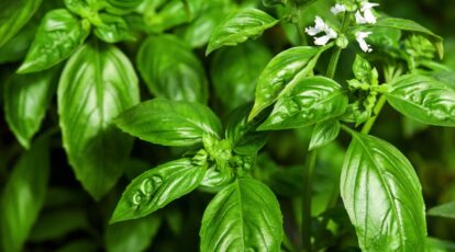 19 Types of Flavorful Basil for Your Garden