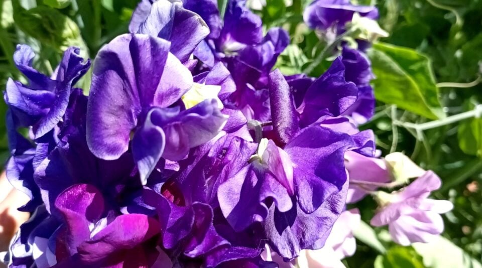 How to Plant, Grow, and Care for ‘My Navy’ Sweet Peas
