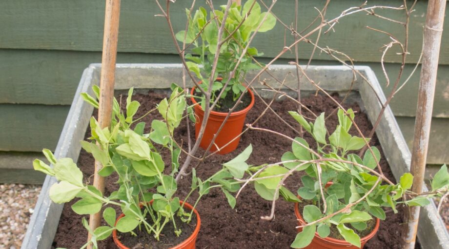 How to Plant, Grow, and Care for ‘Little Sweetheart’ Sweet Peas