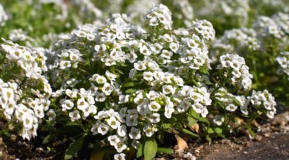 How to Plant, Grow, and Care for 'Tiny Tim' Sweet Alyssum