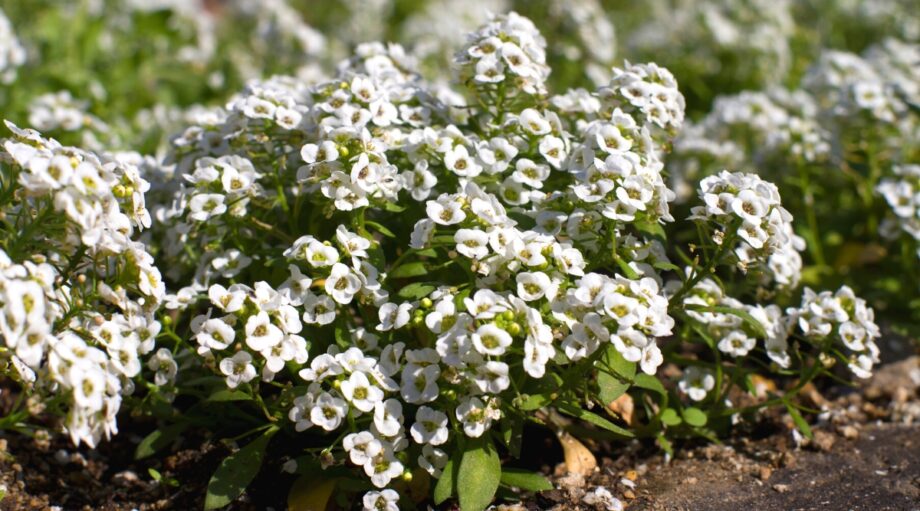 How to Plant, Grow, and Care for 'Tiny Tim' Sweet Alyssum