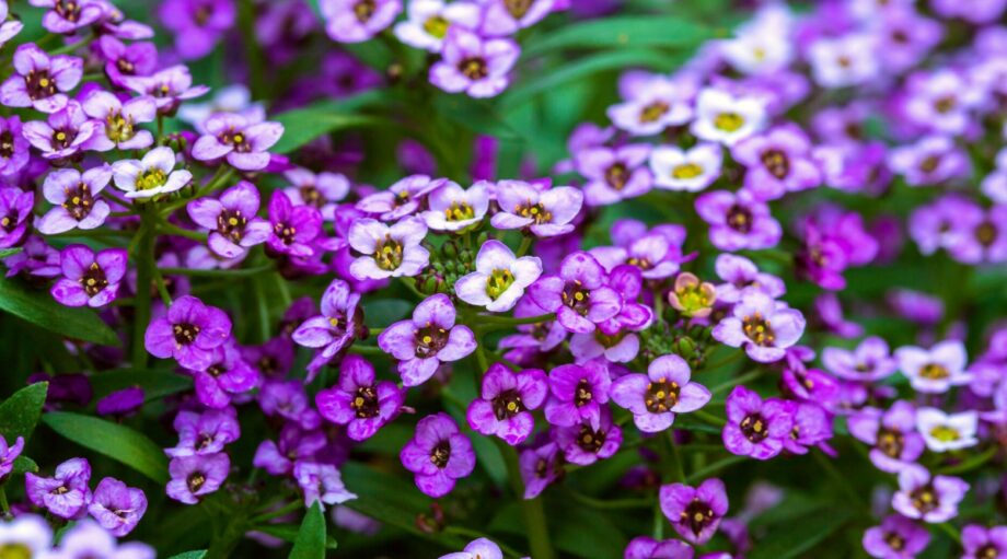How to Plant, Grow, and Care for 'Oriental Nights' Sweet Alyssum