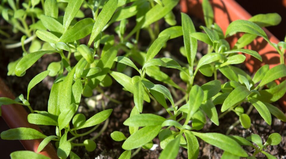 How to Plant, Grow, and Care for 'Tiny Tim' Sweet Alyssum