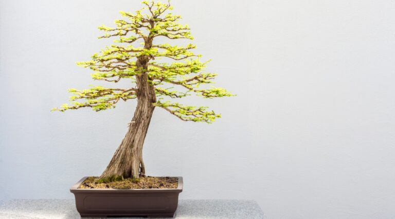 11 Best Bonsai Tree Types for Beginners