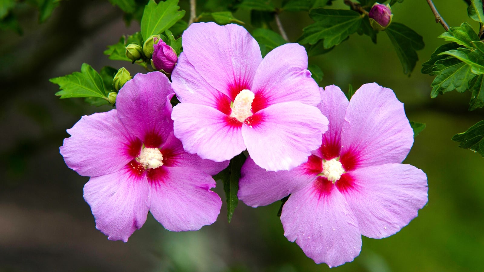 How to Plant, Grow, and Care for Rose of Sharon