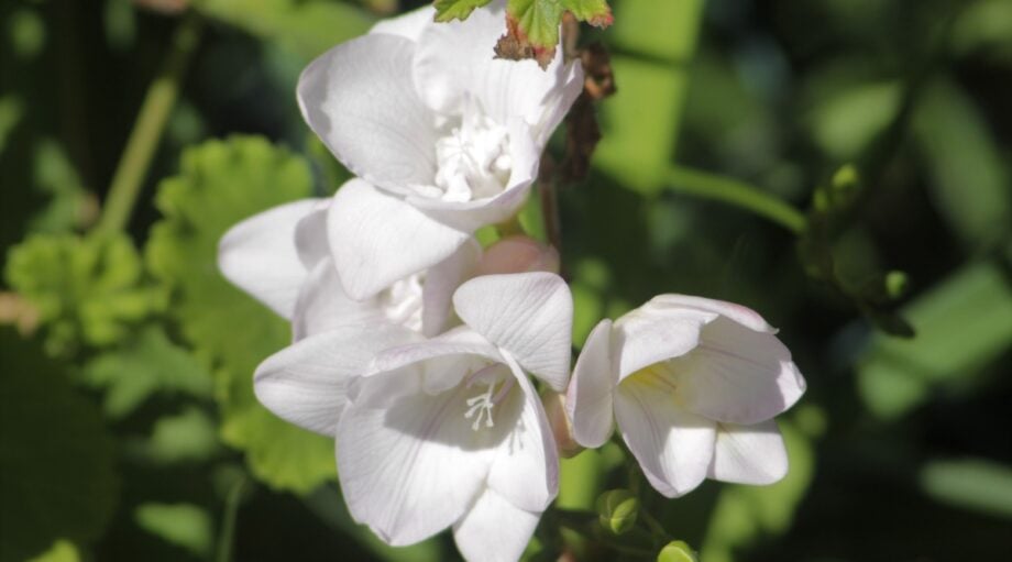 How to Plant, Grow, and Care for Freesia Flowers - Epic Gardening