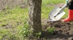 How Much Water do Trees Need?