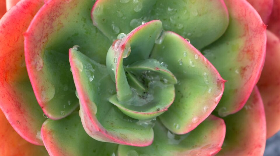 9 Blue Succulents to Add Color to Your Indoor Garden