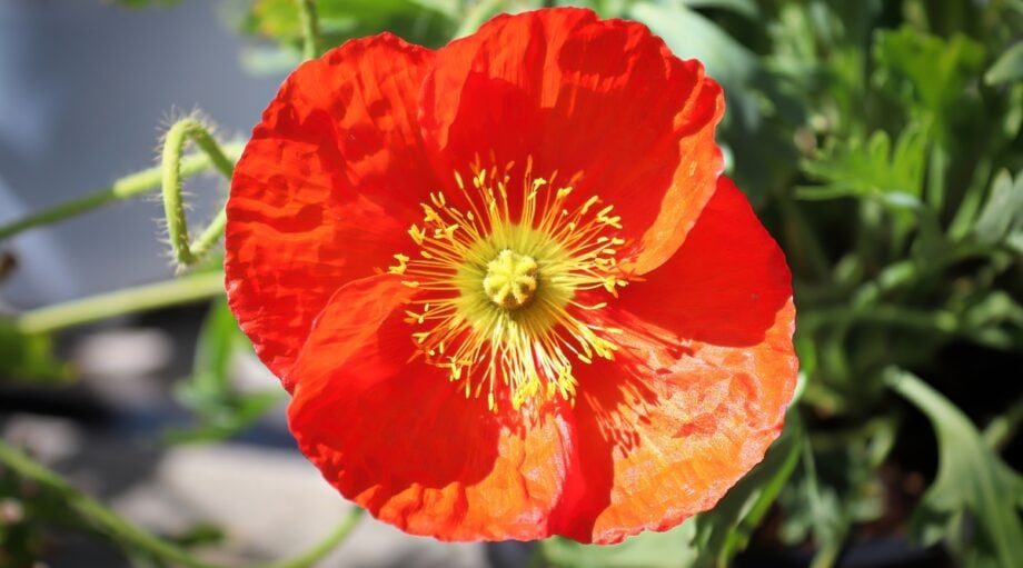 How to Plant, Grow, and Care for Iceland Poppies