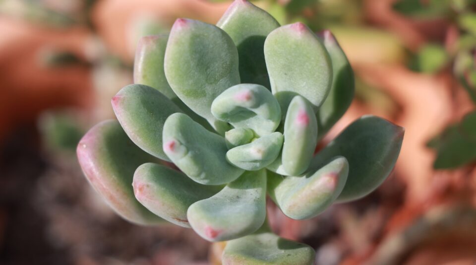 9 Blue Succulents to Add Color to Your Indoor Garden