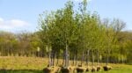 How Much Water do Trees Need?