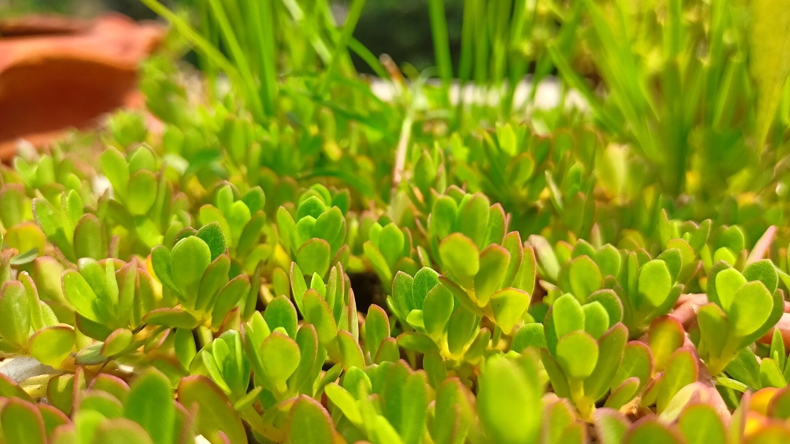 When to Start Seeds in Zone 10