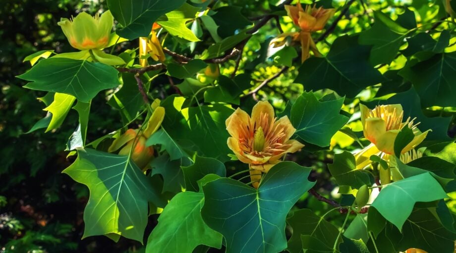 How to Plant, Grow, and Care for Tulip Trees