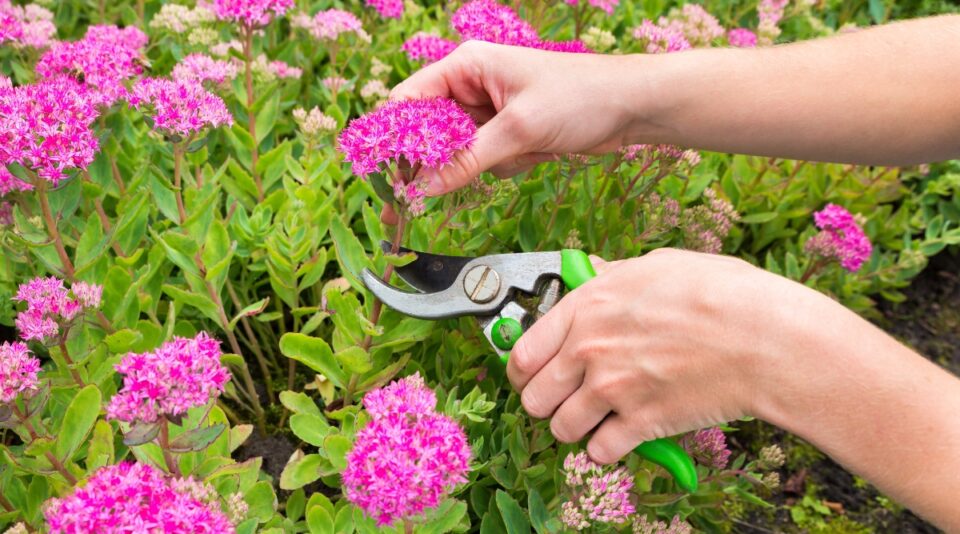 What is the Chelsea Chop? Tips for Perennial Pruning