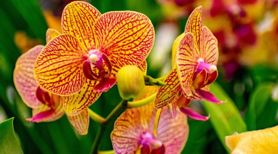 27 Best Flowers for Hot, Humid Climates