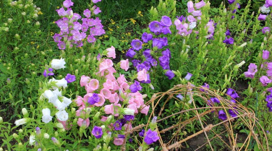 24 Flowers to Sow Early in the Season