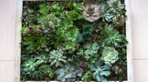 27 Beautiful Succulent Container Arrangements