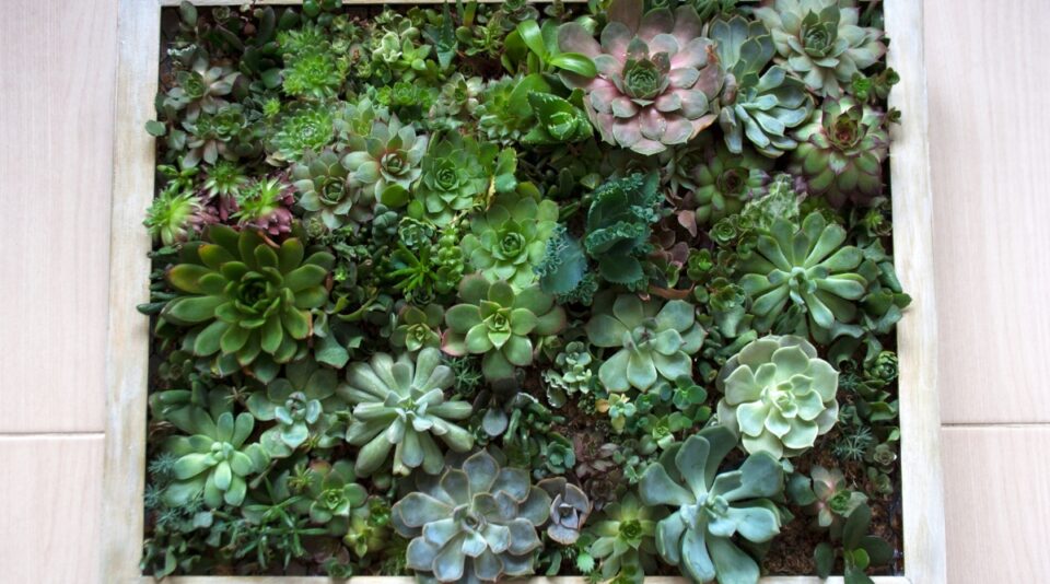 27 Beautiful Succulent Container Arrangements