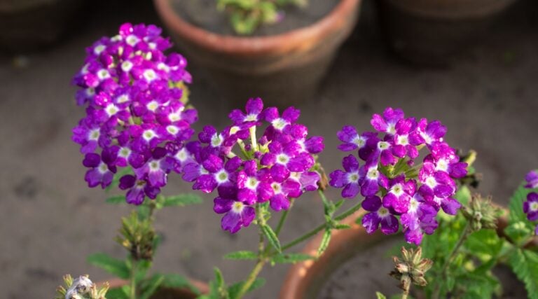 27 Best Flowers for Hot, Humid Climates