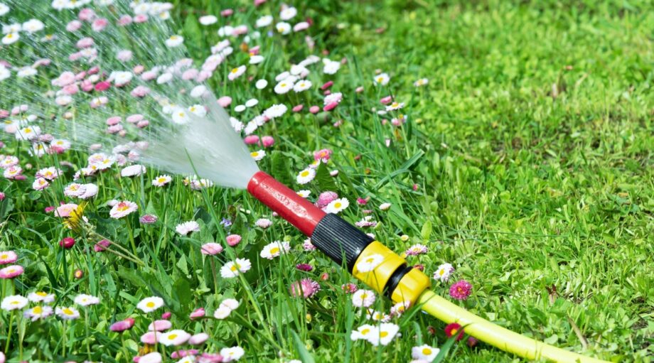 How to Plant & Grow a Wildflower Garden from Seed
