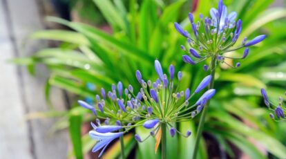 How to Plant, Grow, and Care for Agapanthus