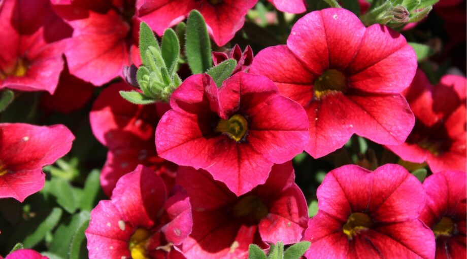 19 Gorgeous Varieties of Calibrachoa (Million Bells)