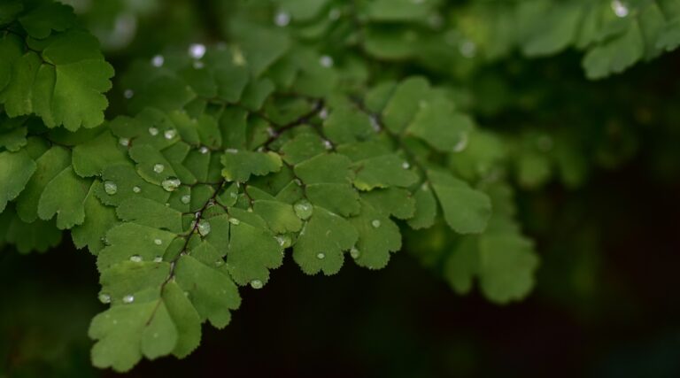 How to Plant, Grow, and Care for Maidenhair Ferns