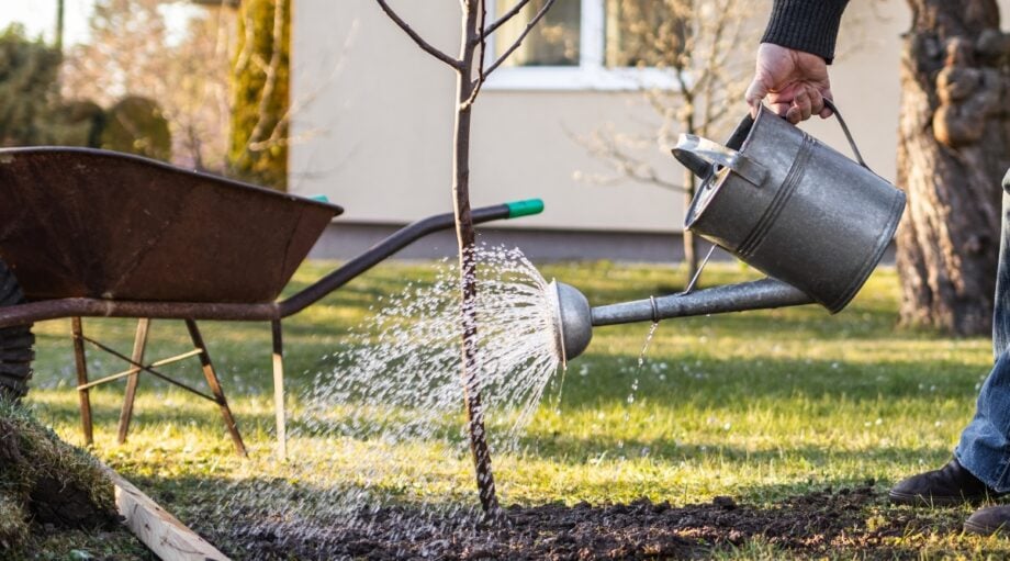 How Much Water do Trees Need?