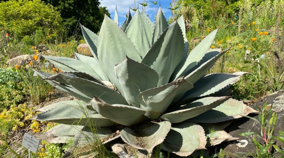13 Agave Varieties for Your Indoor or Outdoor Garden