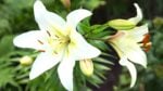 How to Plant, Grow, and Care for Easter Lilies