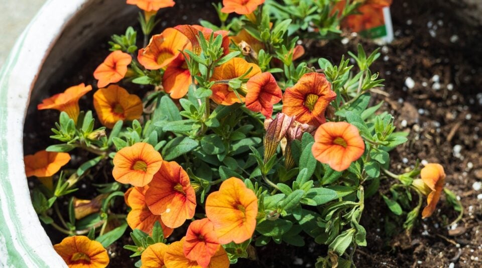 19 Gorgeous Varieties of Calibrachoa (Million Bells)