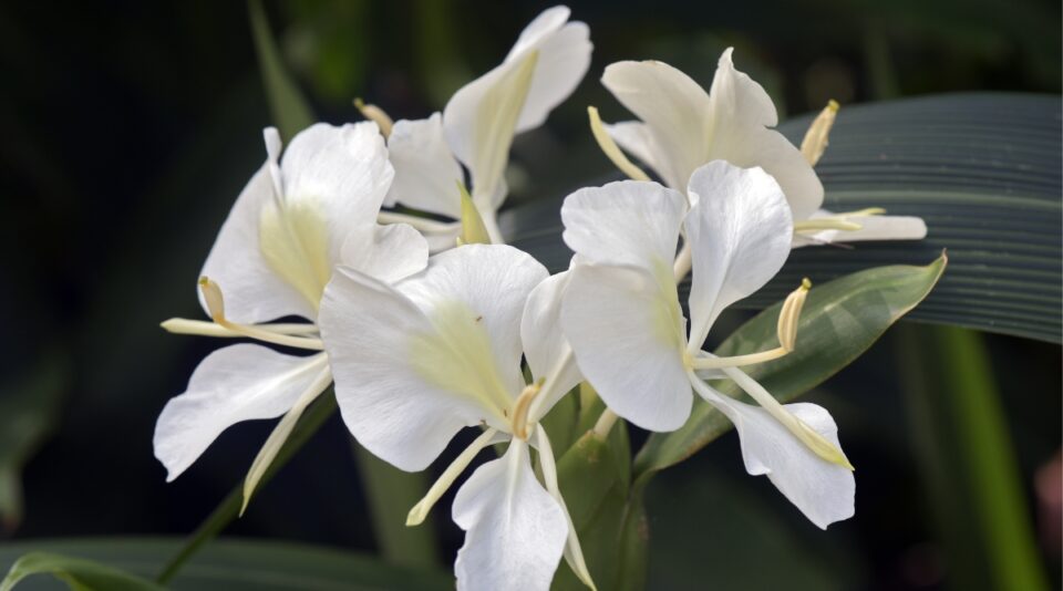19 Most Fragrant Flowers For Your Cutting Garden
