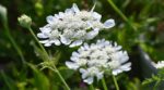 How to Plant, Grow, and Care for Orlaya