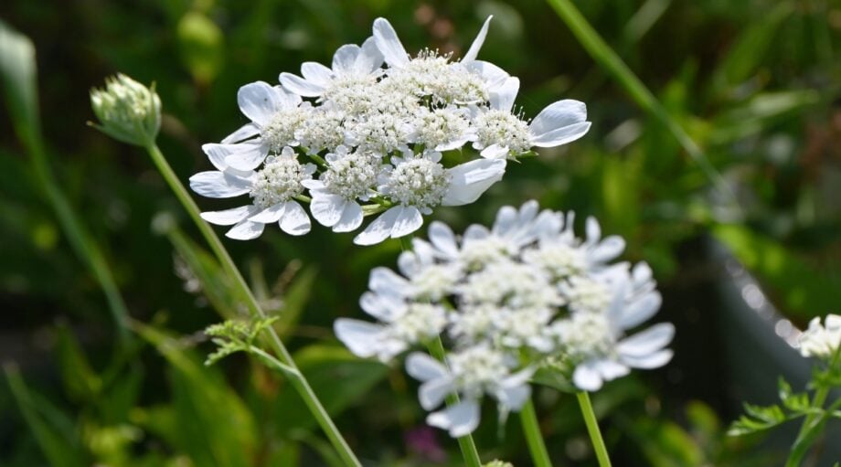 How to Plant, Grow, and Care for Orlaya