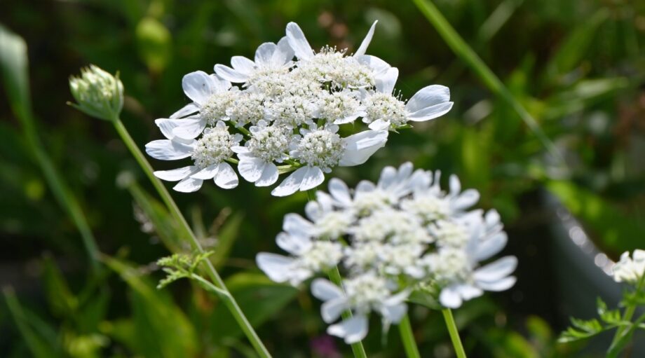 15 Fast-Growing Annuals to Start From Seed